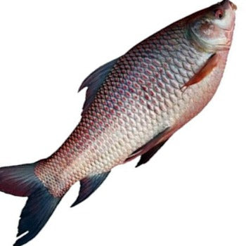 Frozen Rohu GGS per fish | Grocery Shop Online